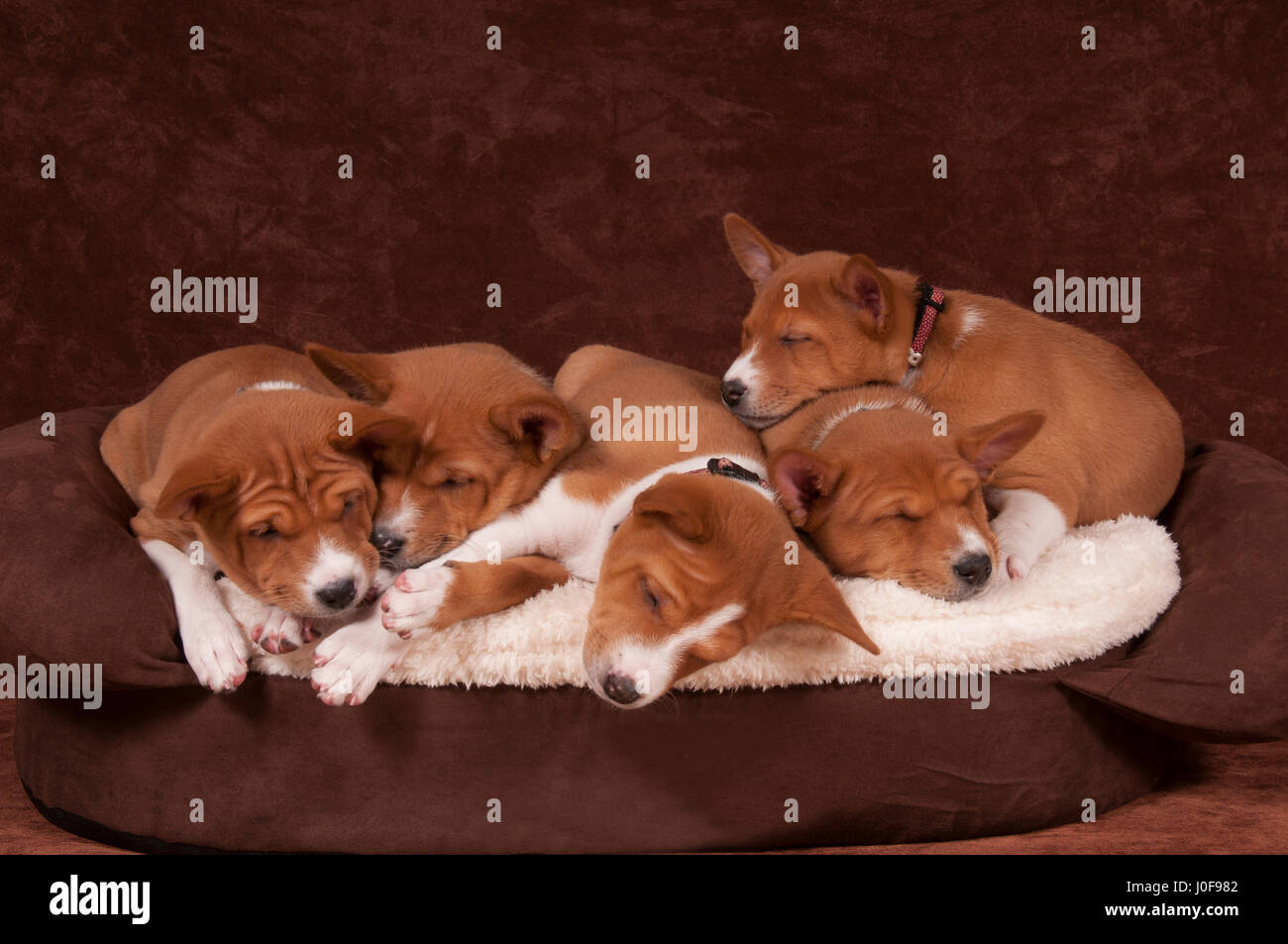 Basenji. Five puppies (7weeks old) sleeping on a pet bed. Studio ...