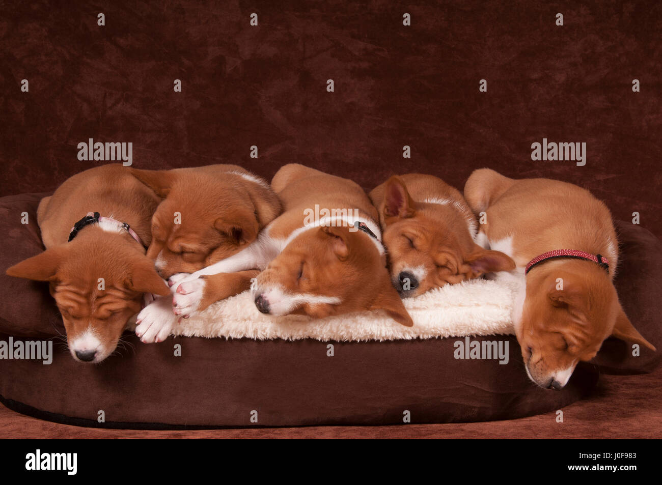 Basenji. Five puppies (7weeks old) sleeping on a pet bed. Studio ...