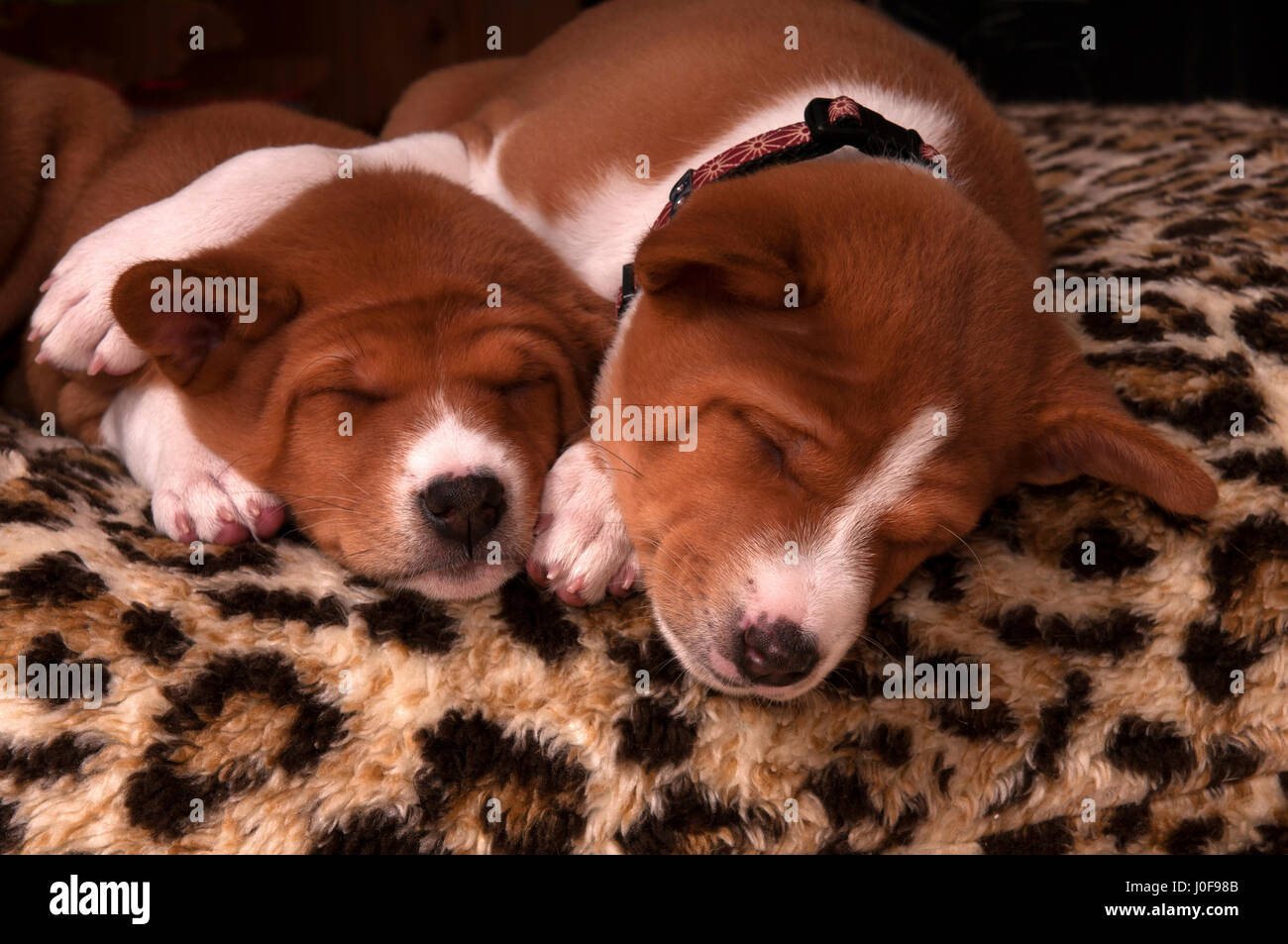 Basenji. Two puppies (7 weeks old) sleeping on a pet bed. Studio ...