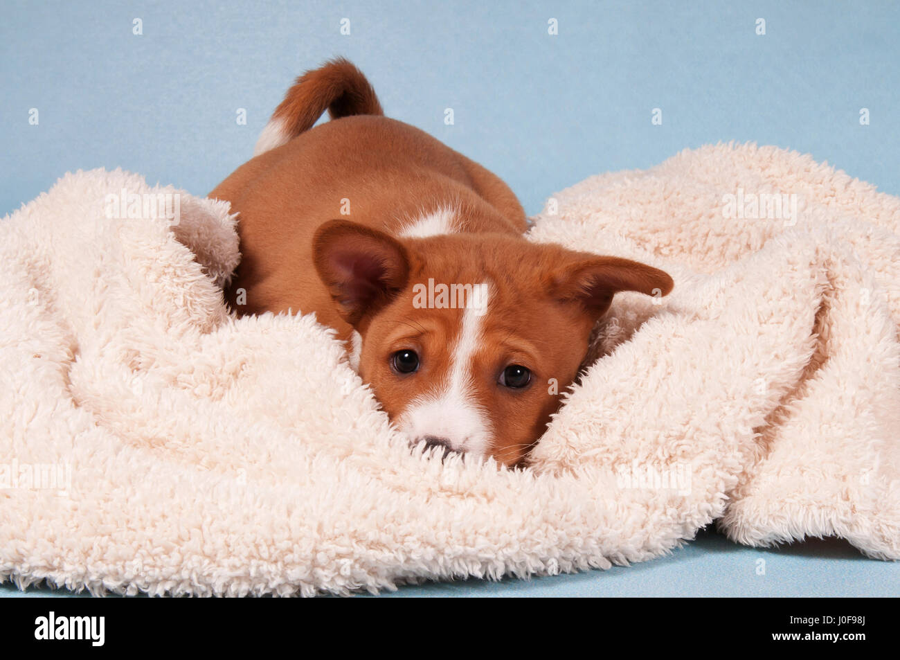 Basenji. Puppy (7 weeks old) lying on a pet bed. Studio picture against ...
