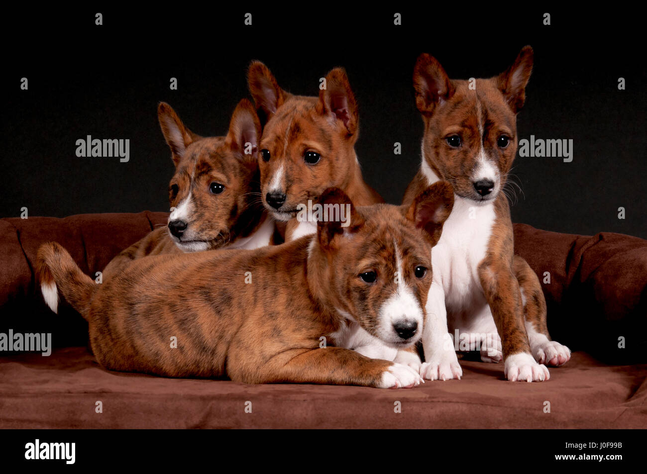 Basenji. Four puppies (6 weeks old) lying and sitting on a pet bed ...