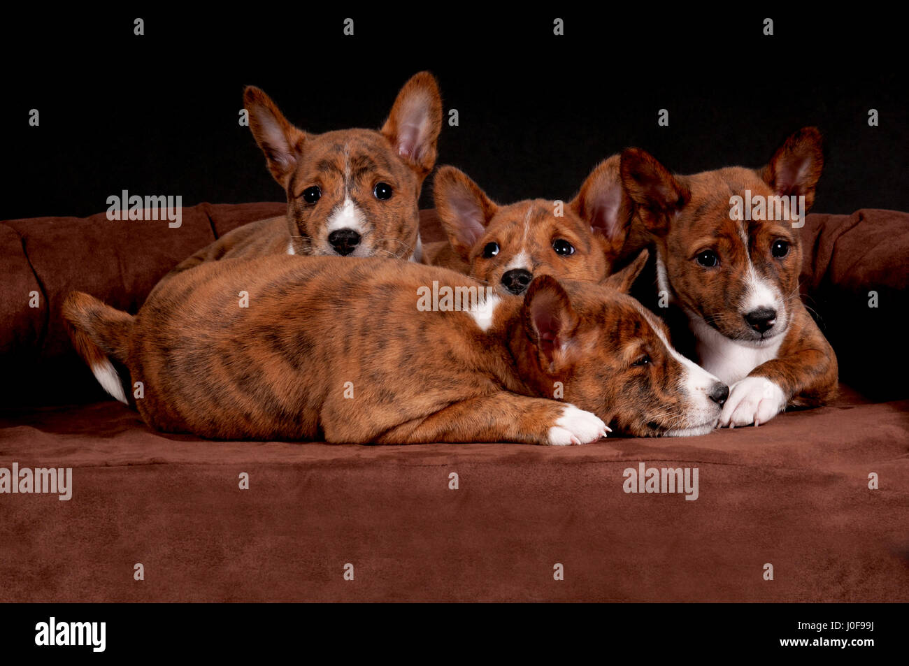 Basenji. Four puppies (6 weeks old) lying on a pet bed. Studio picture ...