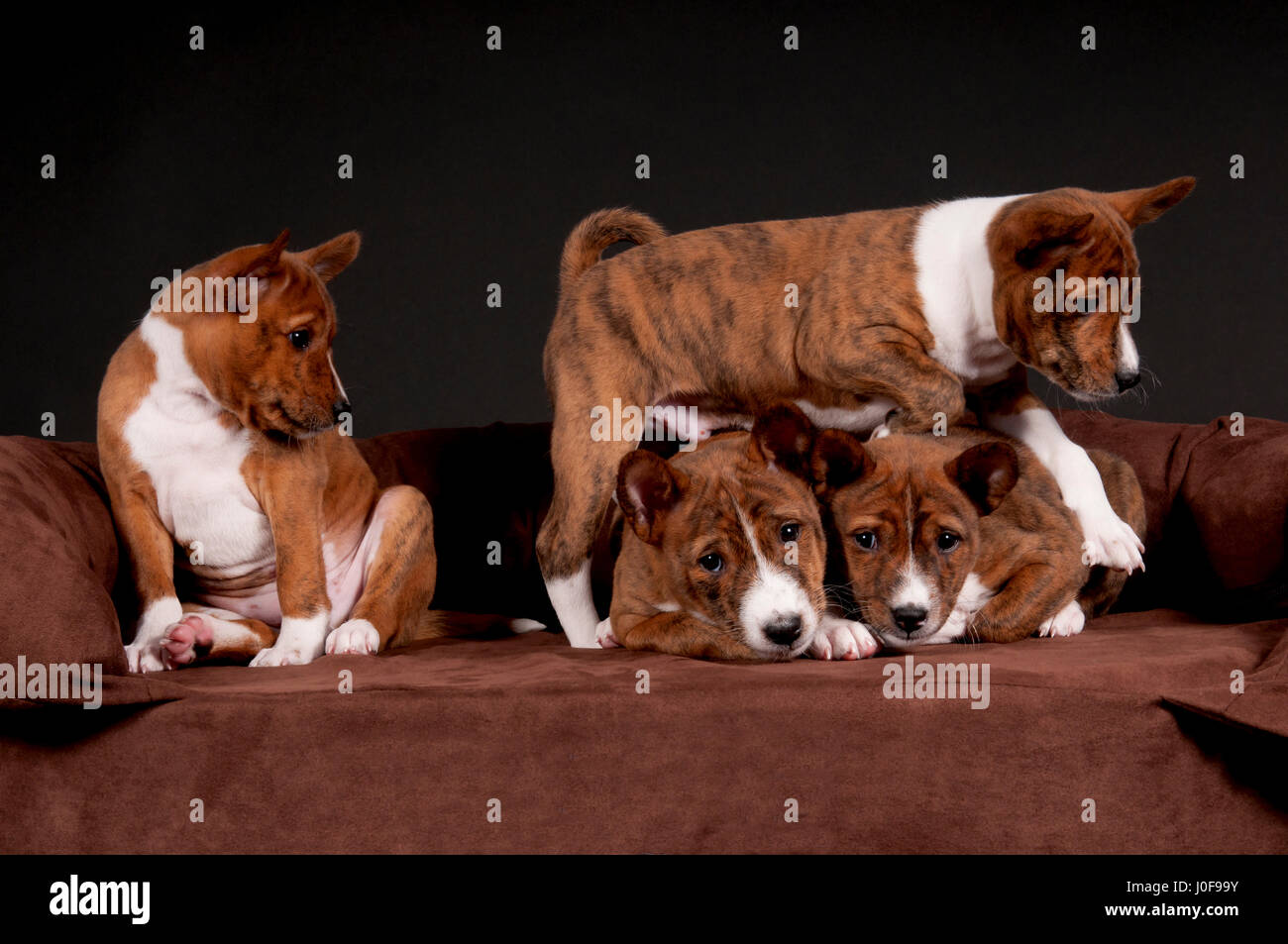 Basenji. Four puppies (6 weeks old) on a pet bed. Studio picture ...