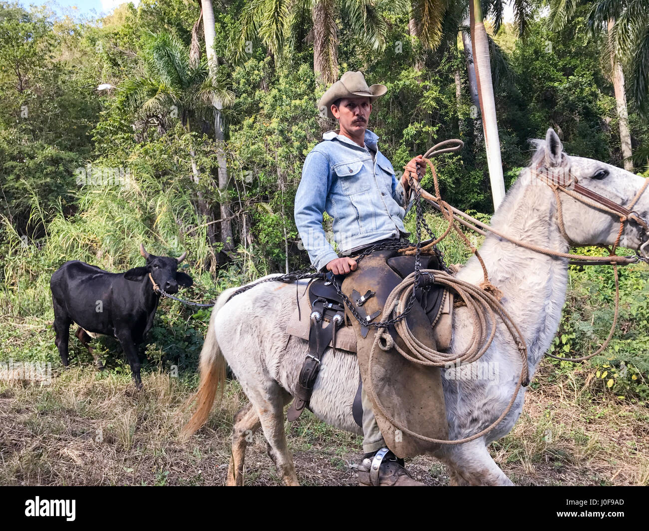 Cuban jungle hi-res stock photography and images - Alamy