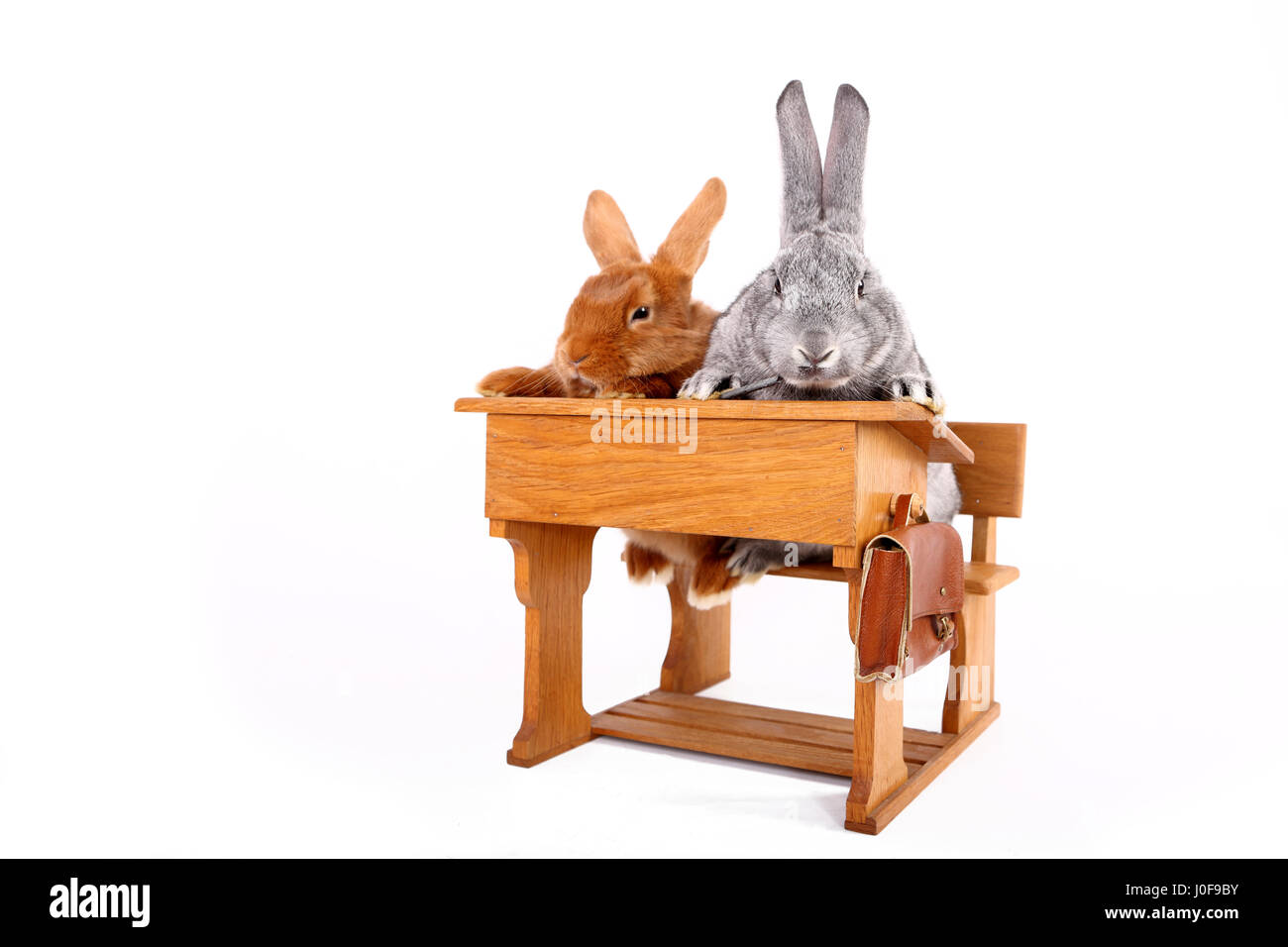 Gray domestic rabbit and New Zealand Red rabbit sitting in an old ...