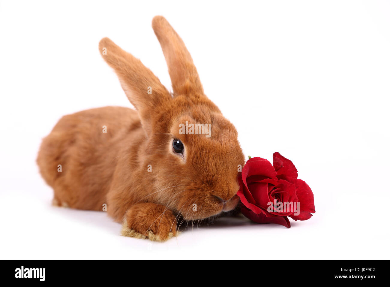New Zealand Red Rabbit. Adult lying next to a red rose. Studio picture ...