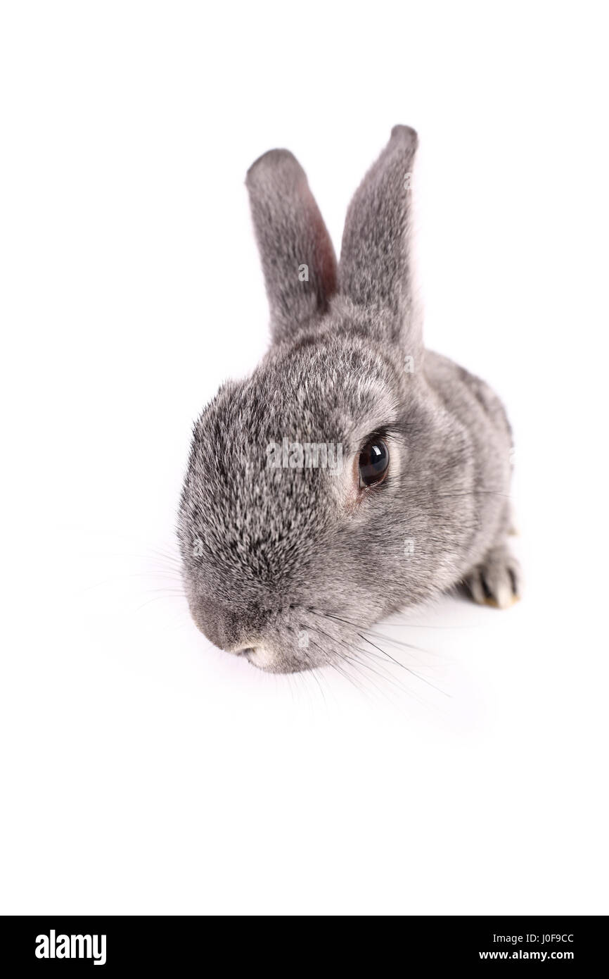 Gray domestic rabbit seen head-on. Studio picture against a white ...
