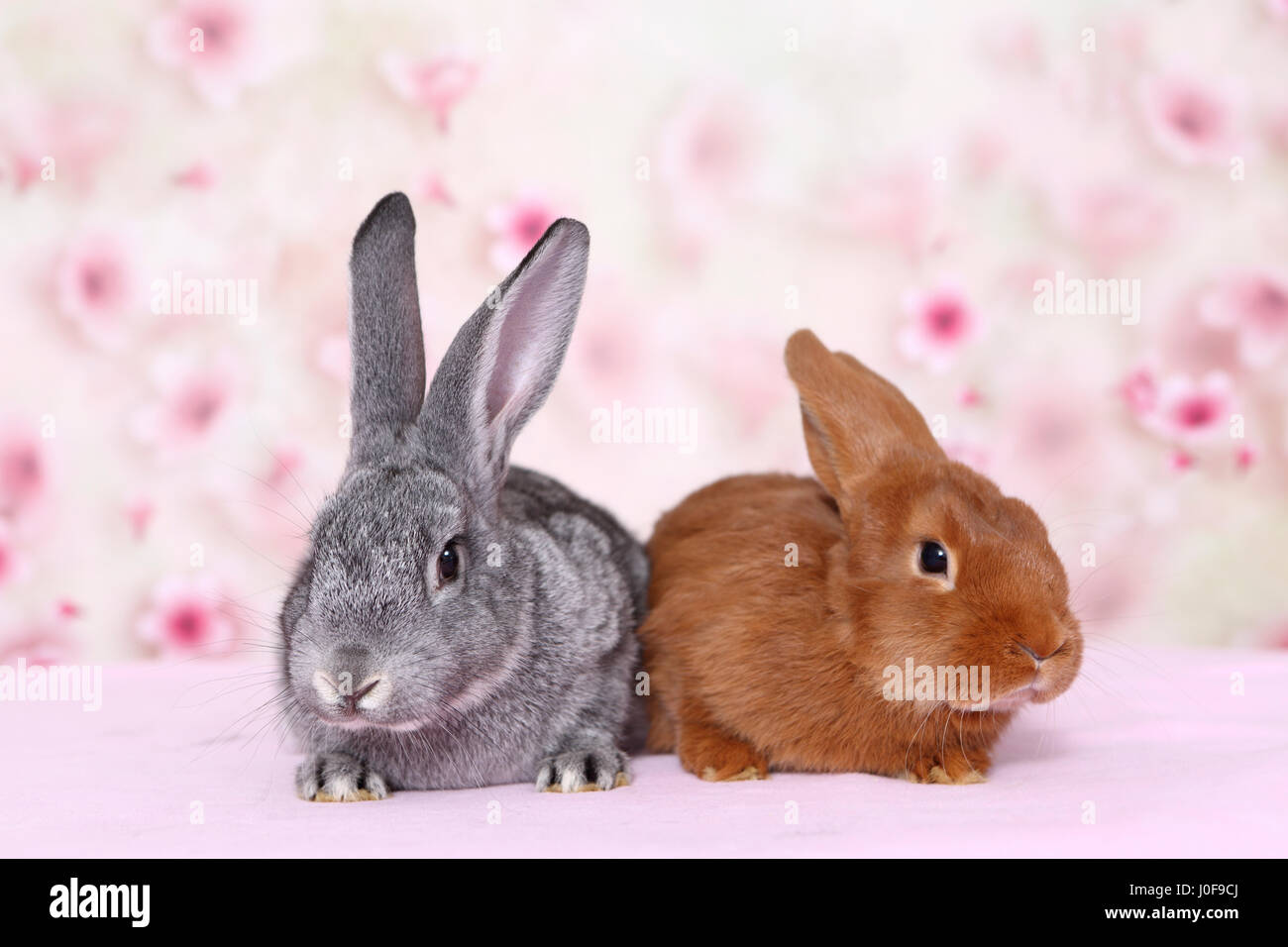 Gray domestic rabbit and New Zealand Red rabbit sitting next to each ...