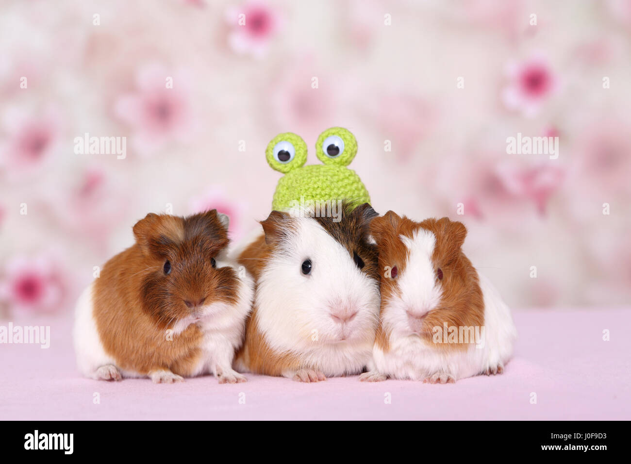 Smooth-haired Guinea Pig. Adult wearing wearing a crocheted frog hat ...
