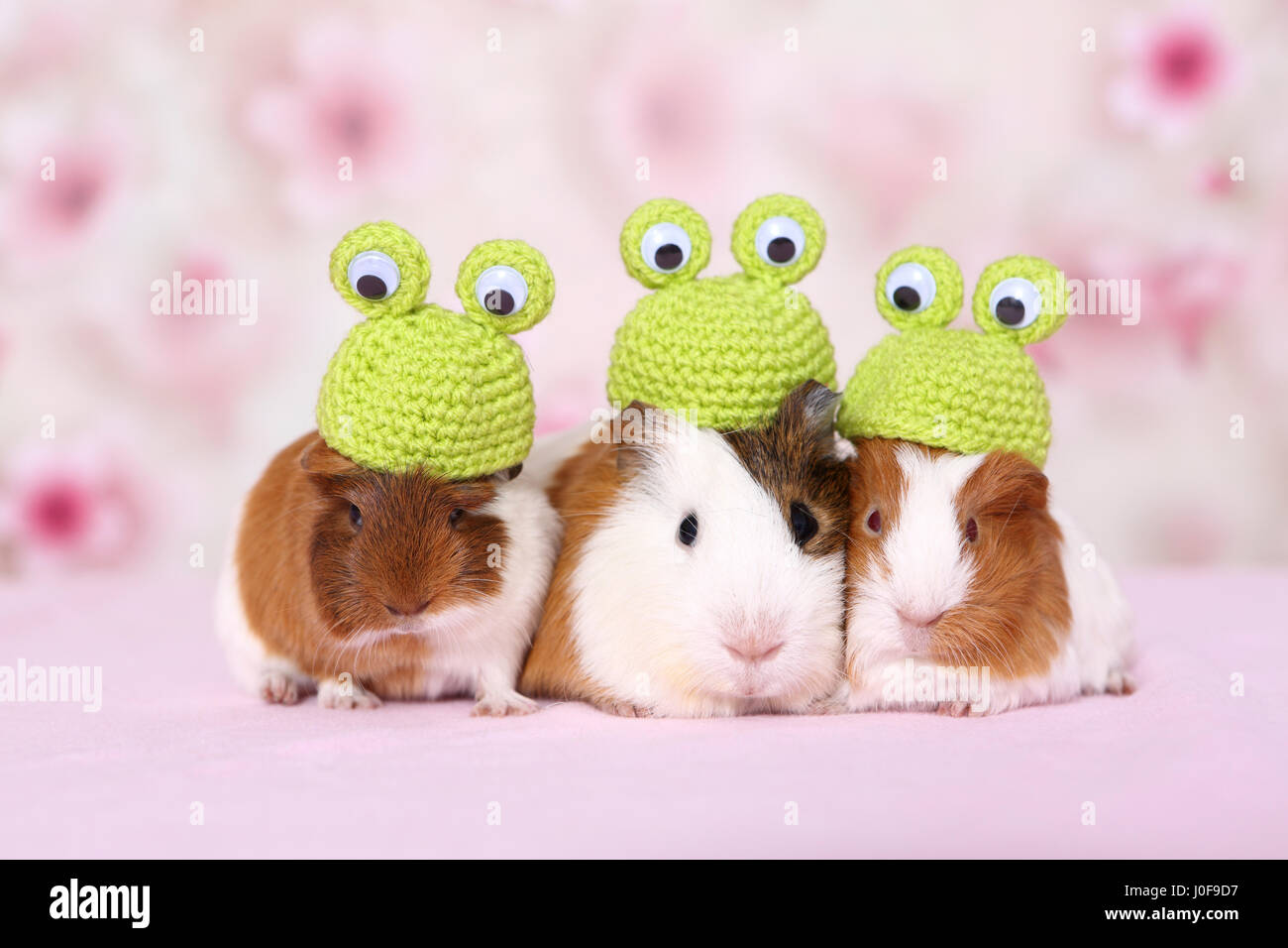 Frog hats hi-res stock photography and images - Alamy