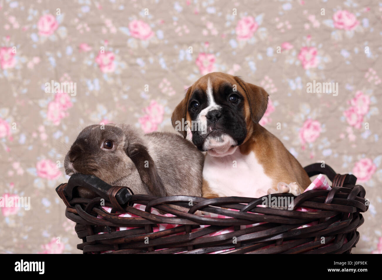 Lop-eared Dwarf rabbit and Boxer puppy in a basket. Studio picture seen ...