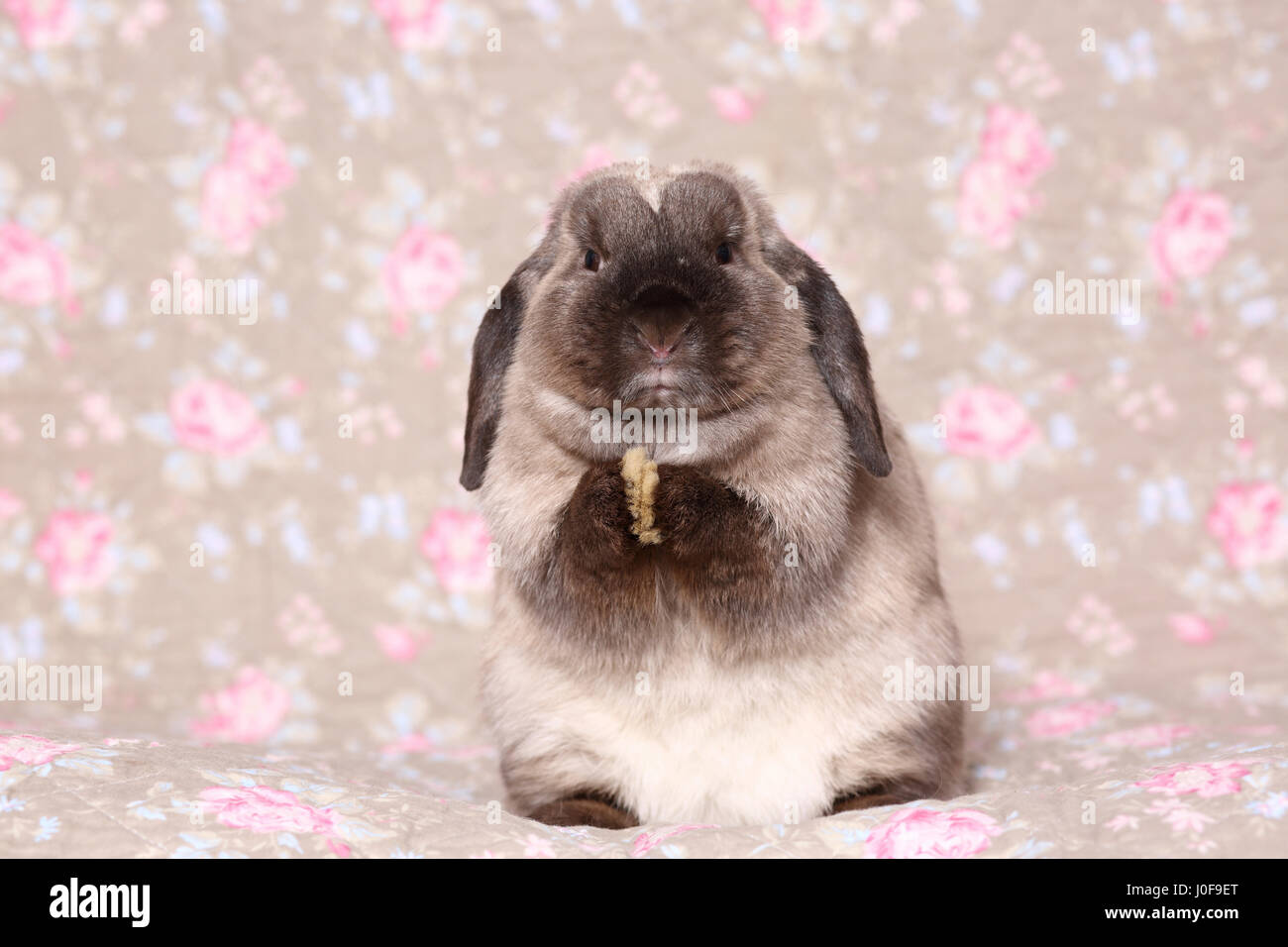 Lop-eared Dwarf rabbit grooming itself. Studio picture seen against a ...