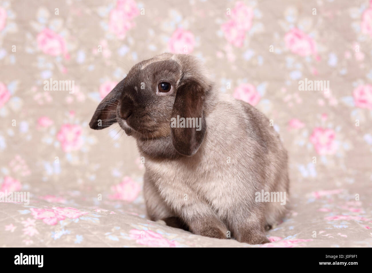 Lop-eared Dwarf rabbit. Studio picture seen against a floral design ...