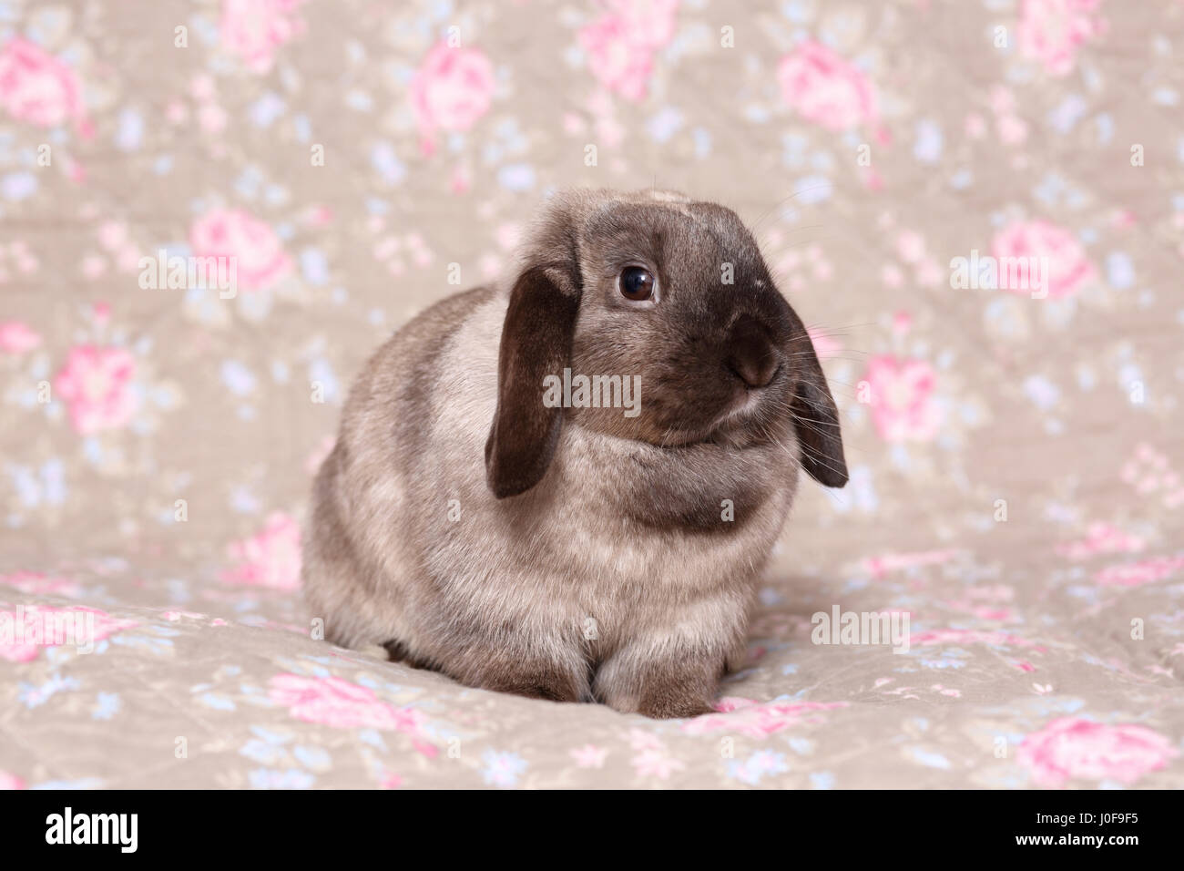 Lop-eared Dwarf rabbit. Studio picture seen against a floral design ...