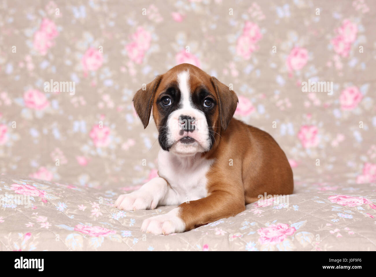 German Boxer. Puppy (6 weeks old) lying. Studio picture seen against a ...