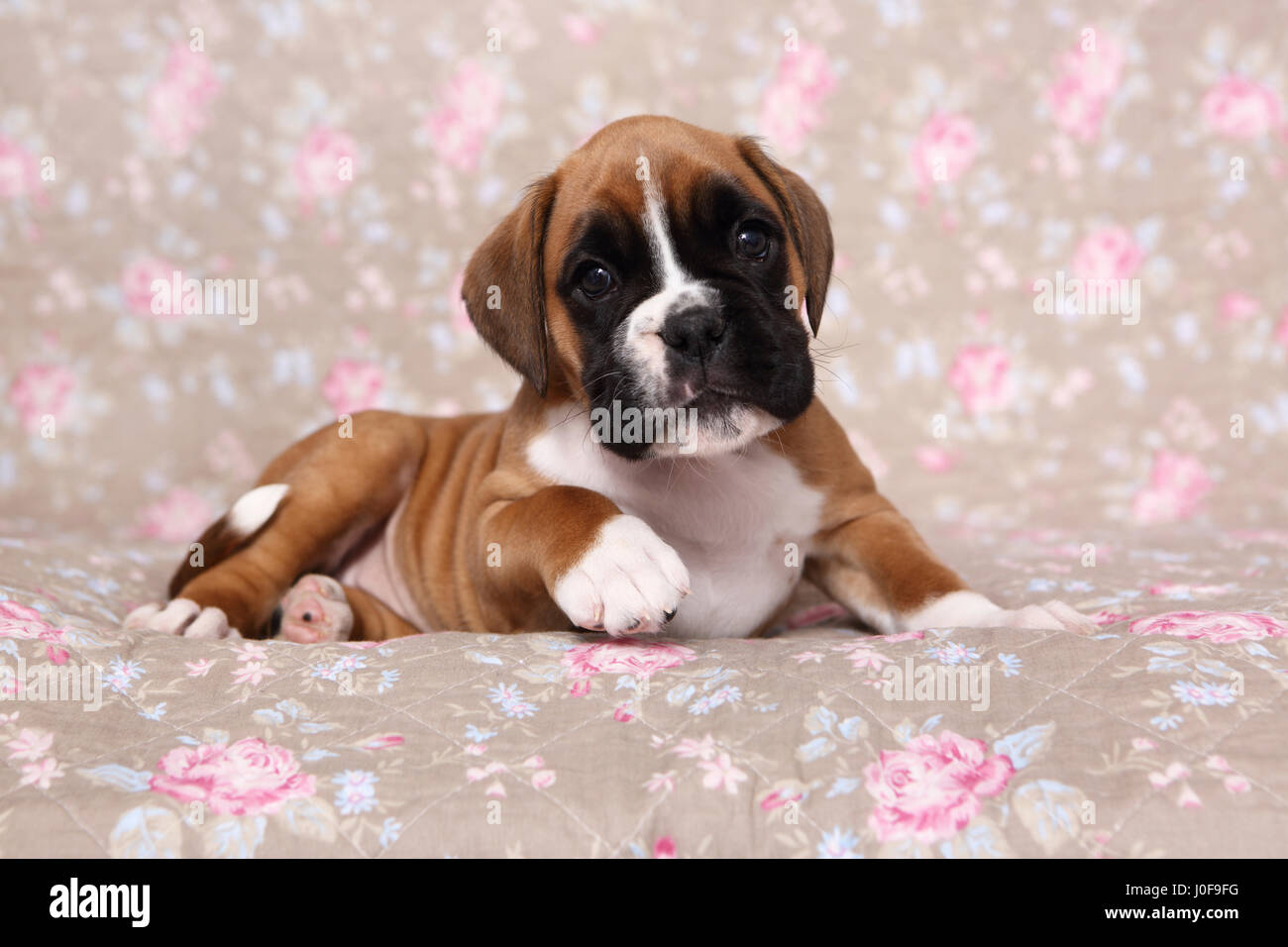 German Boxer. Puppy (6 weeks old) lying. Studio picture seen against a ...
