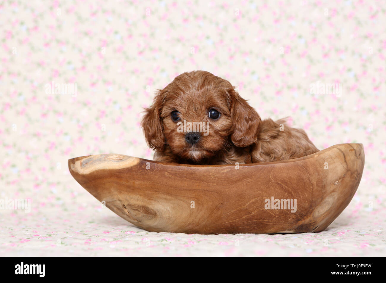 Cavapoo (Poodle x Cavalier King Charles Spaniel). Puppy in a wooden ...