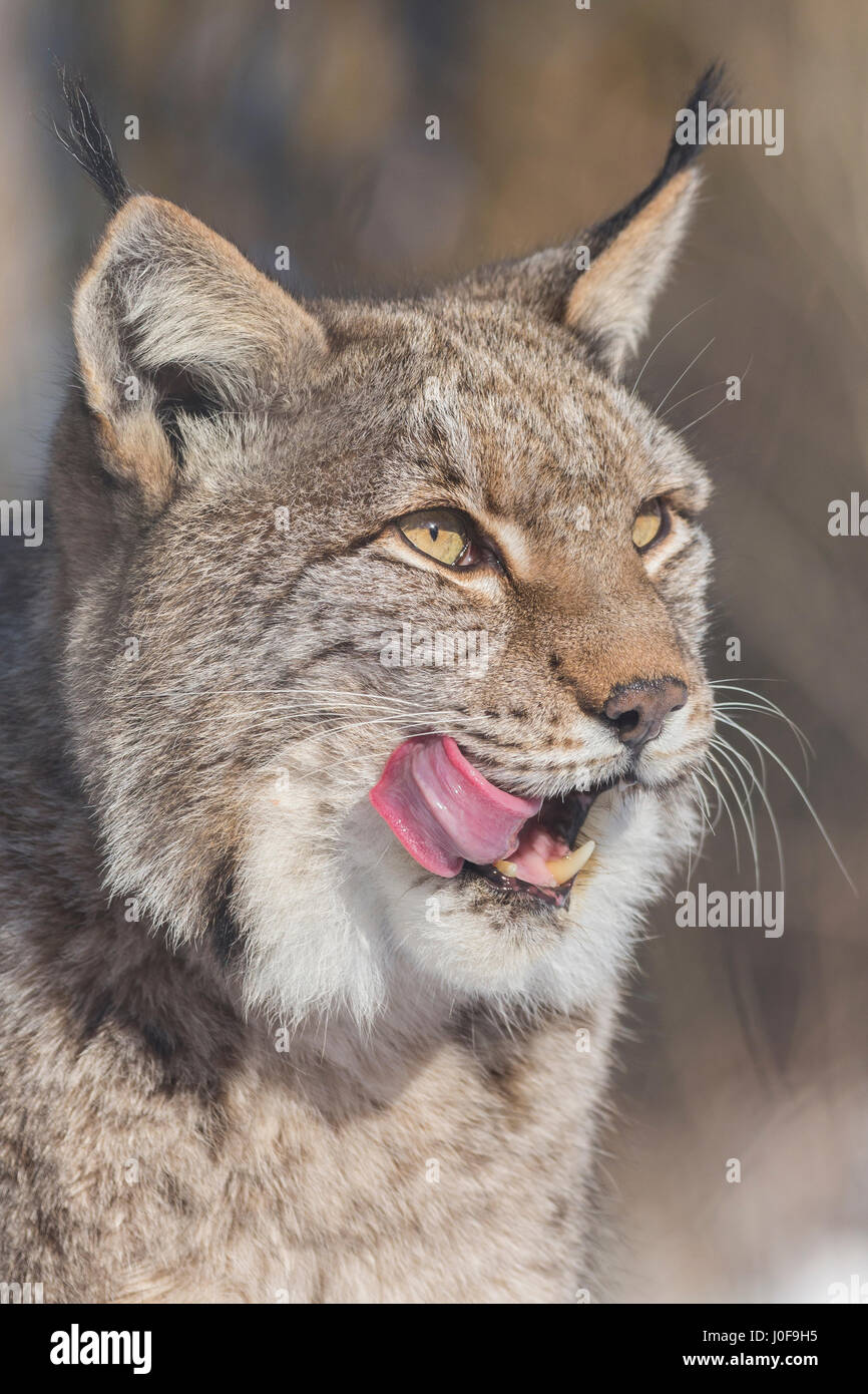 European Lynx ( Lynx lynx) showing its tongue Stock Photo - Alamy
