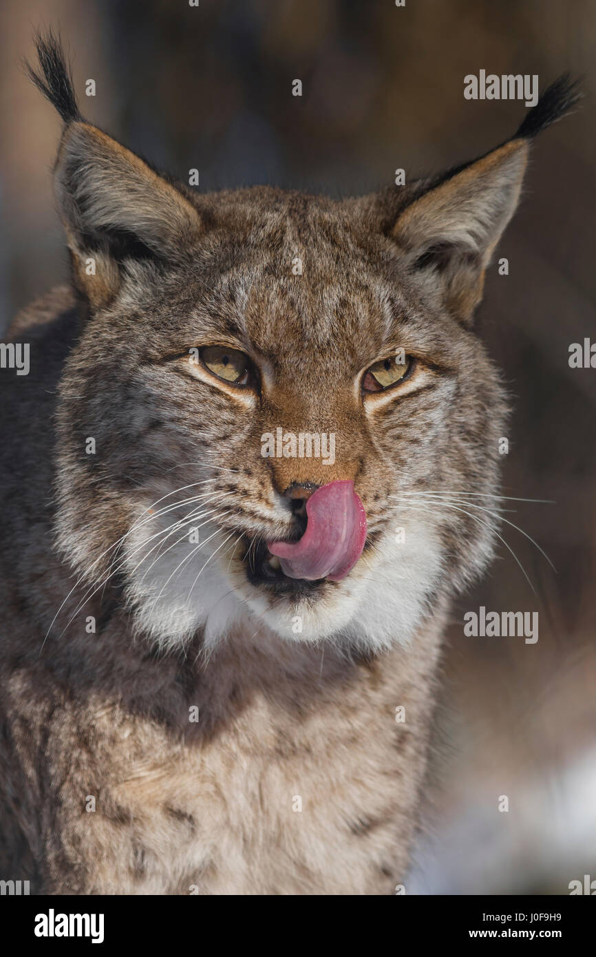 Cleaning its nose hi-res stock photography and images - Alamy