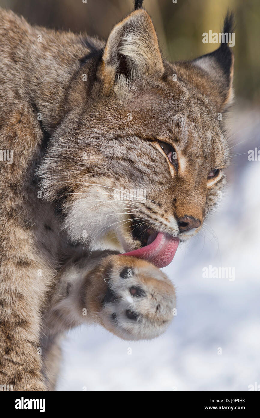 European Lynx ( Lynx lynx) in snow, cleaning his paw with the tongue ...