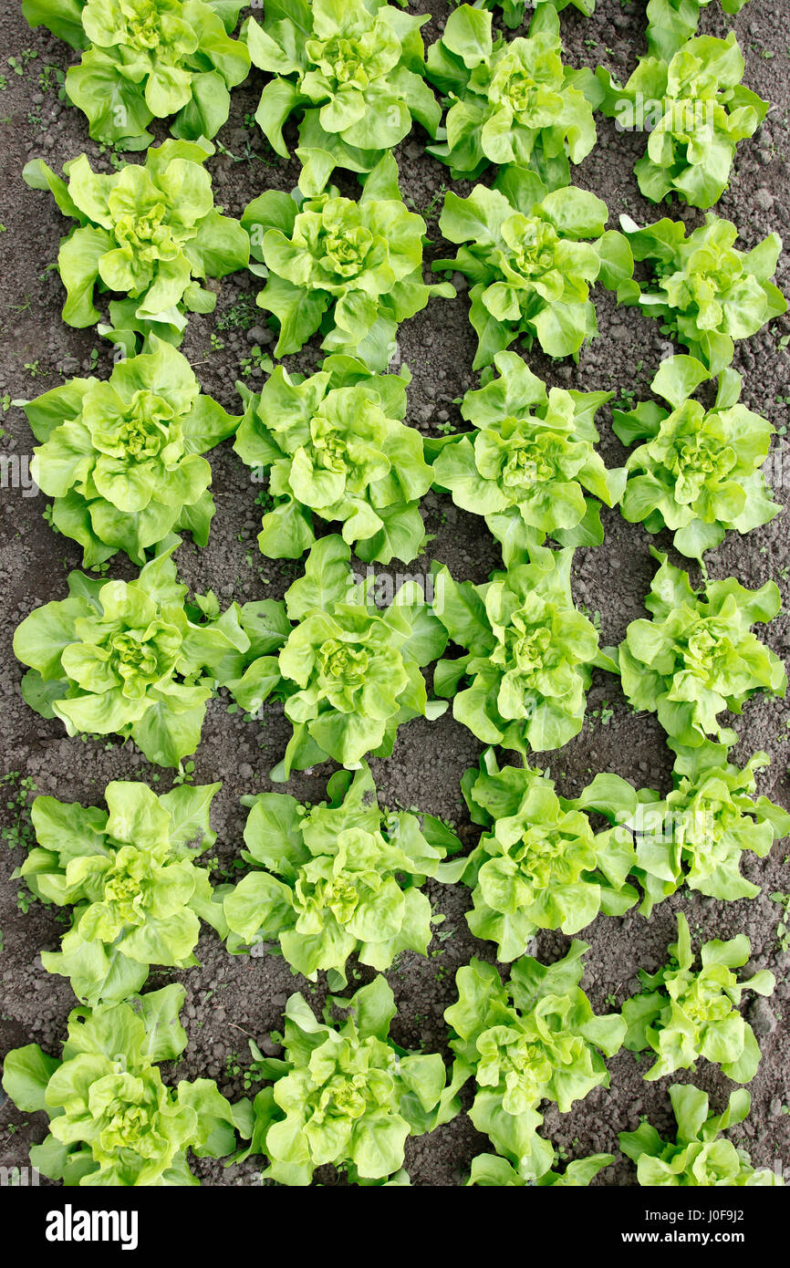 Lettuce field with young plants hi-res stock photography and images - Alamy