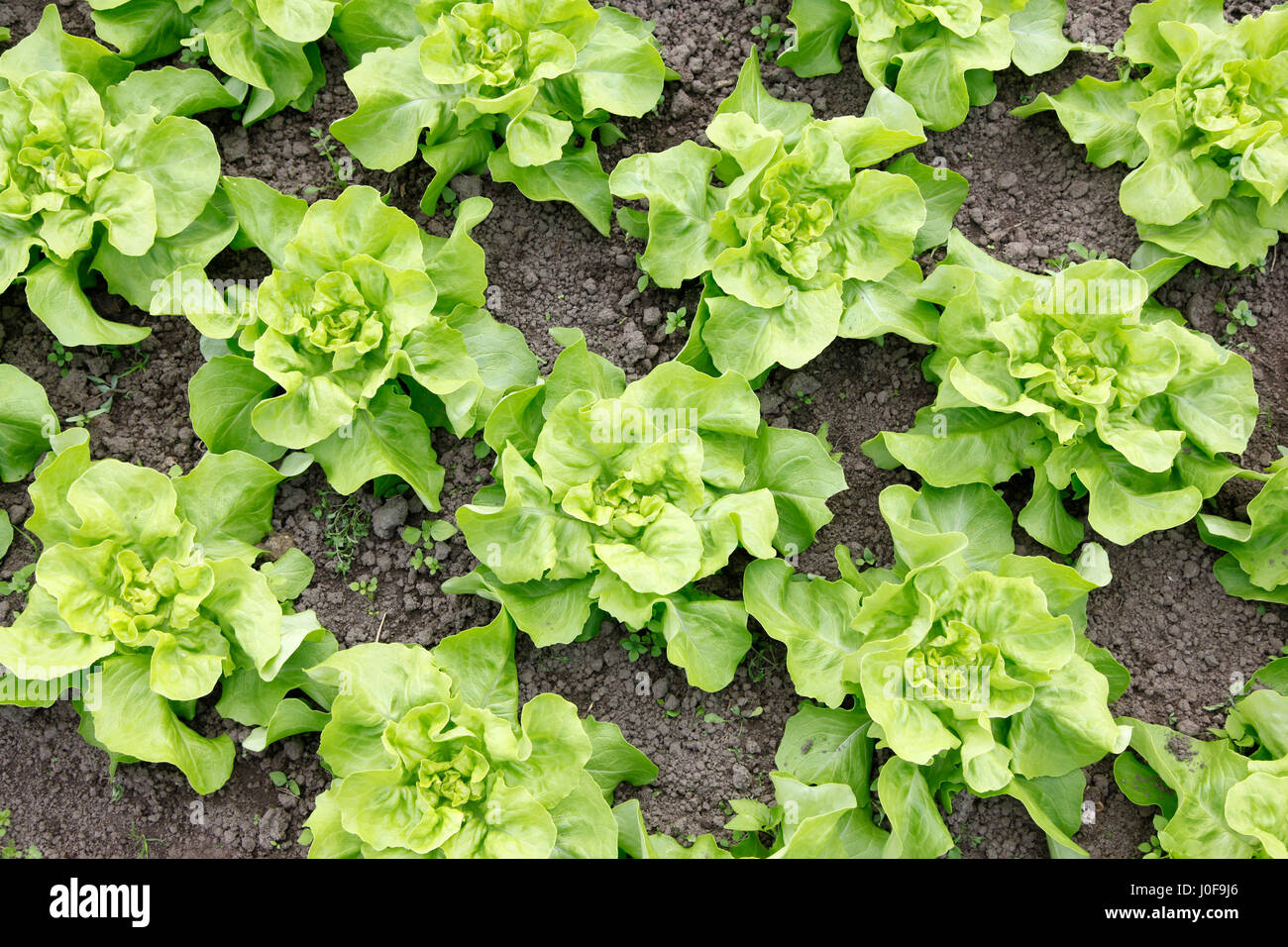 young fresh lettuce plants in vegetable garden seen from above Stock ...