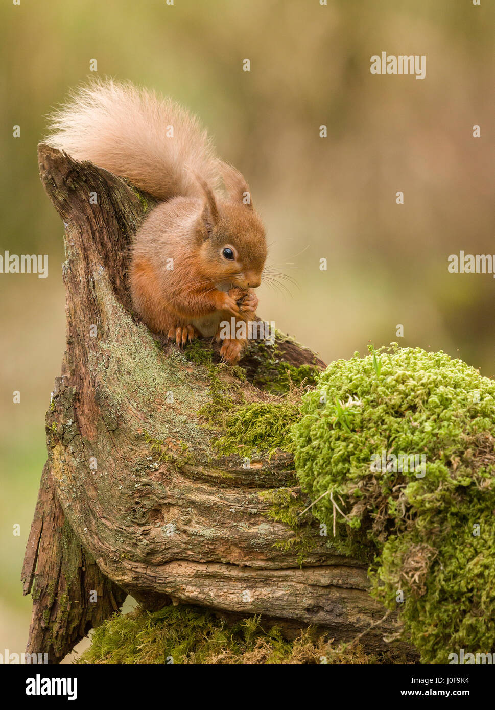 Red squirrels photographed in a pine forest near Carrbridge ...