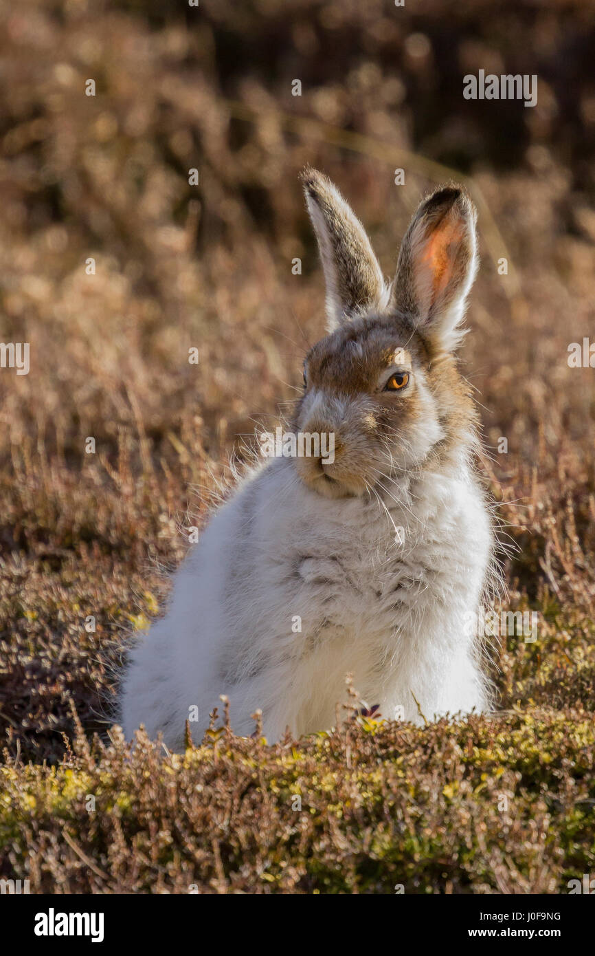 Aviemore forest hare hi-res stock photography and images - Alamy