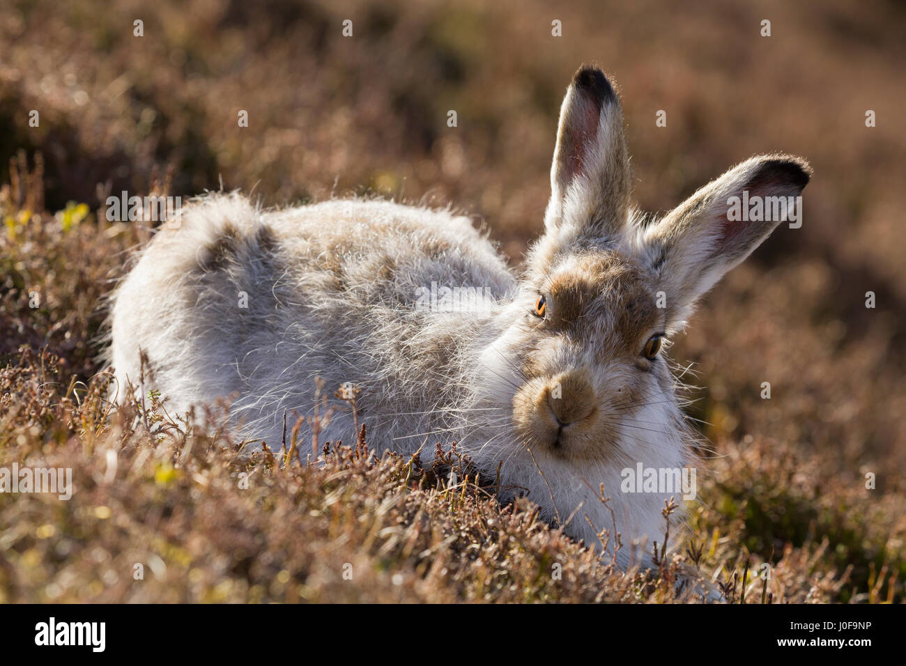 Findhorn valley winter hi-res stock photography and images - Alamy