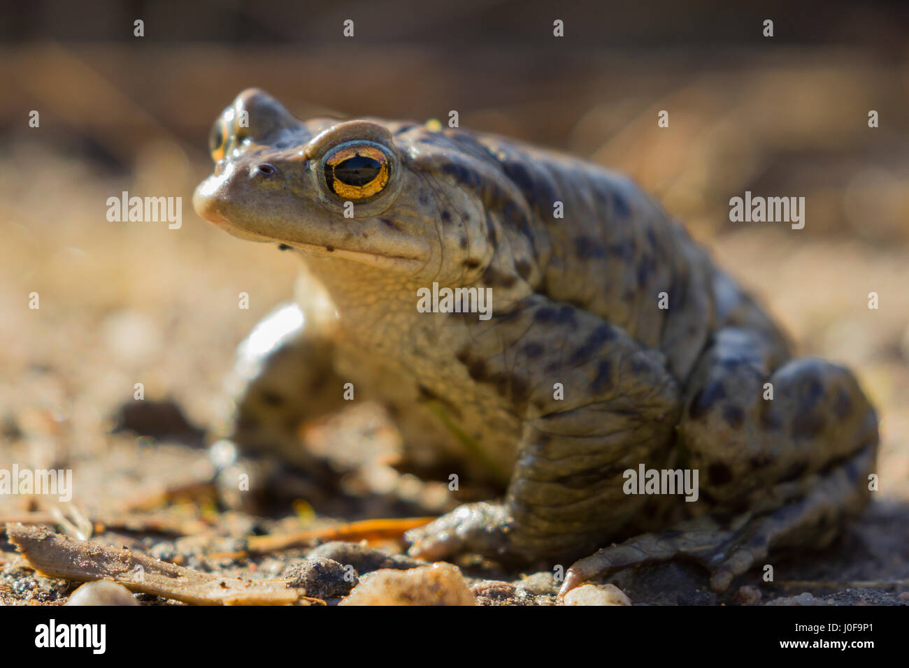 Common Toad in the Findhorn Valley, Cairngorms, Scotland Stock Photo ...