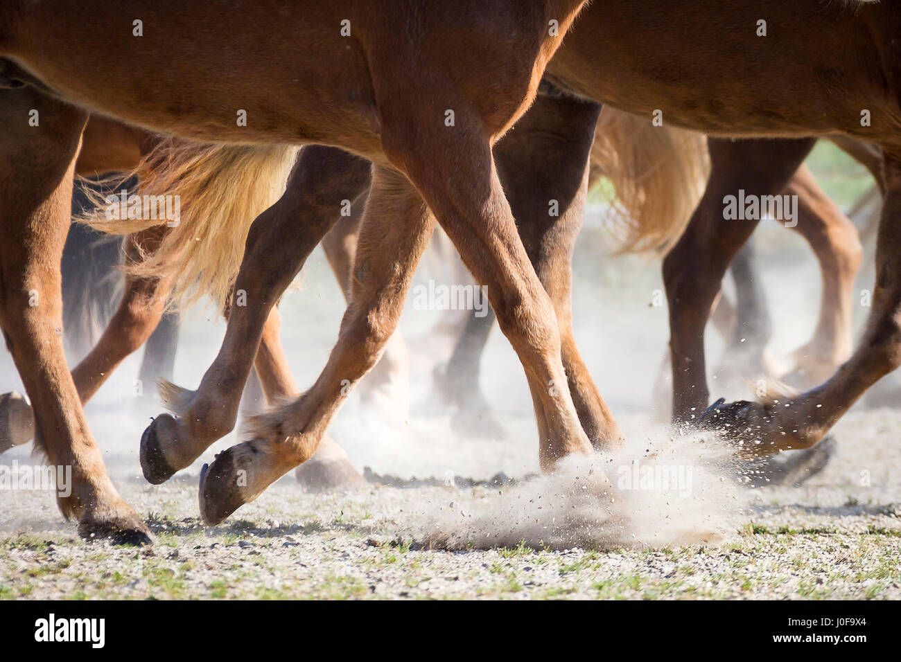 Icelandic Horse. Herd trotting in a dusty paddock, close-up of legs ...
