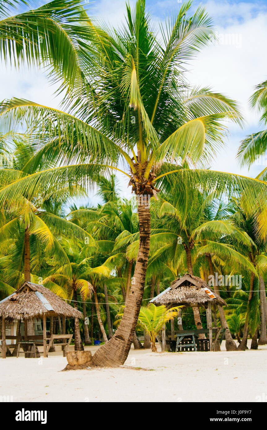 Nipa palms hi-res stock photography and images - Alamy