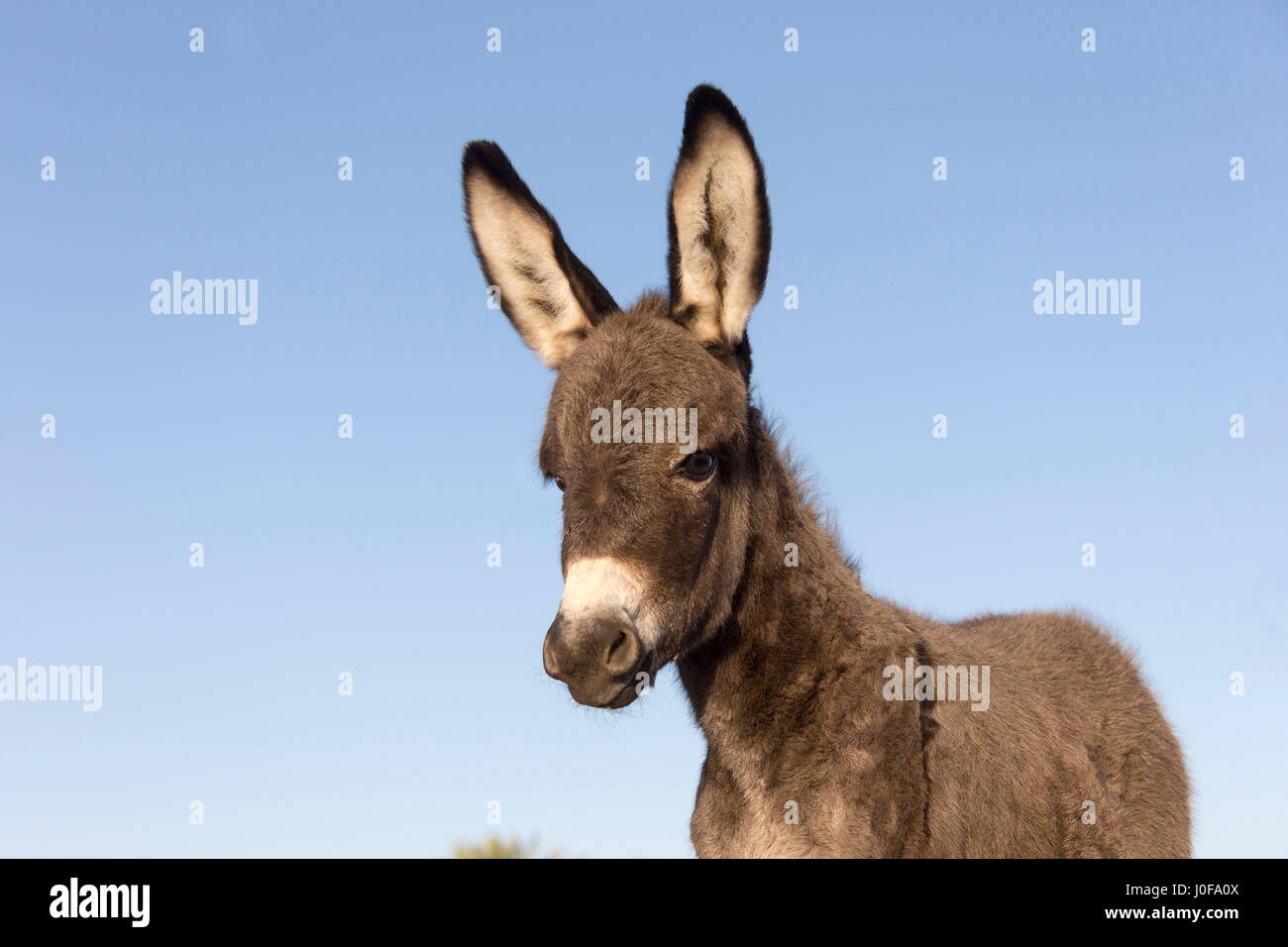 Domestic Donkey (Equus asinus asinus). Portrait of a female foal. Egypt ...