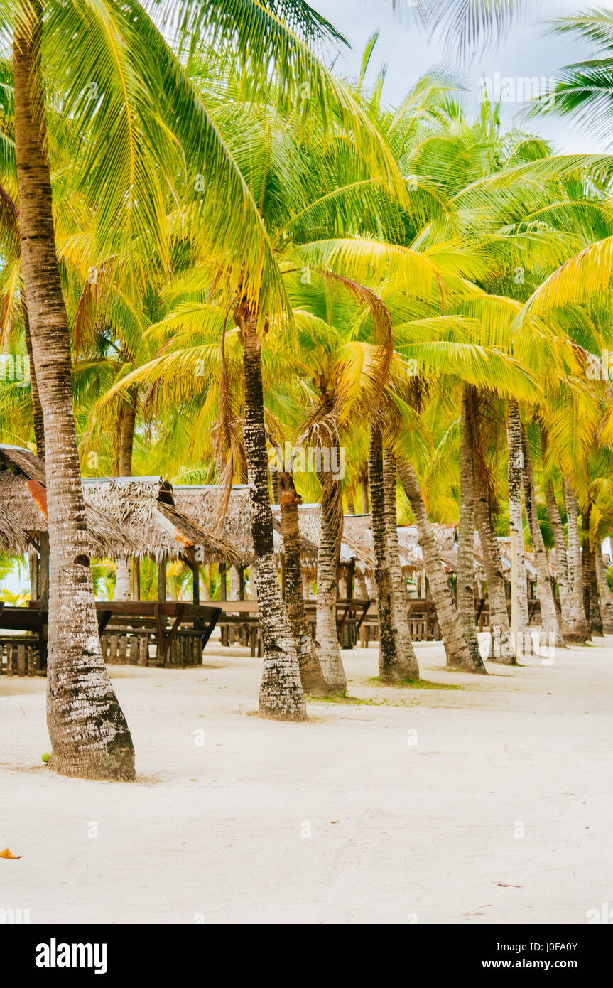 Nipa palms hi-res stock photography and images - Alamy