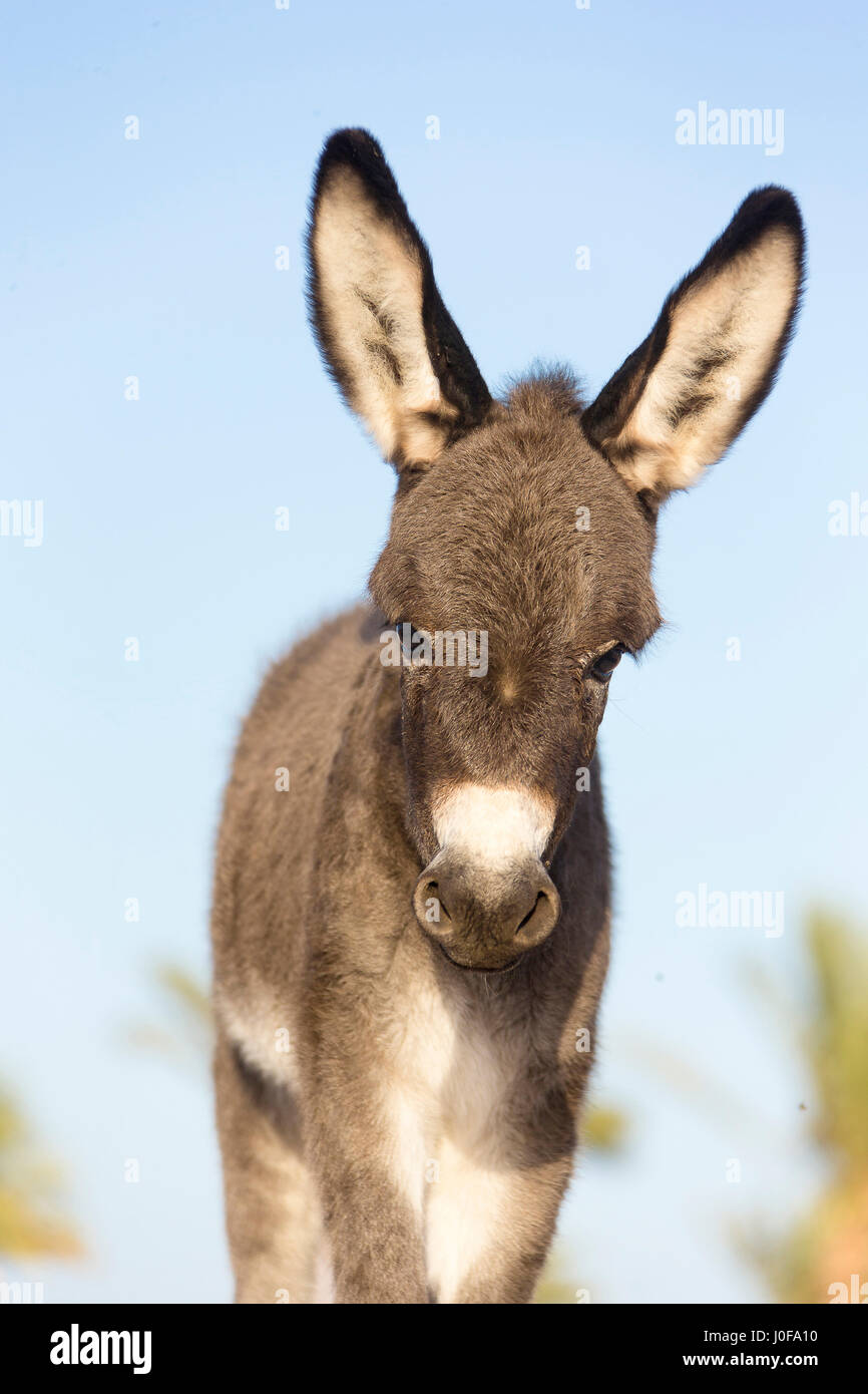 Domestic Donkey (Equus asinus asinus). Portrait of a female foal. Egypt ...