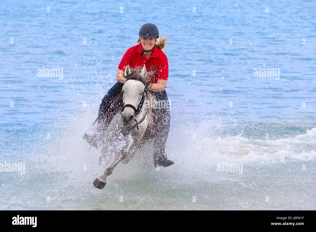 Arabian Horse. Rider with gray horse galloping in the sea. Egypt Stock ...