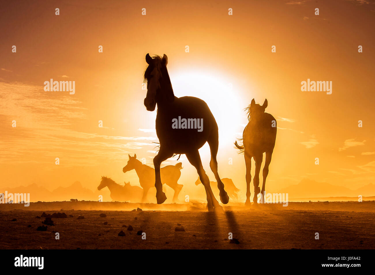 Arabian Horse. Juvenile mares galloping in the desert at sunset. Egypt ...