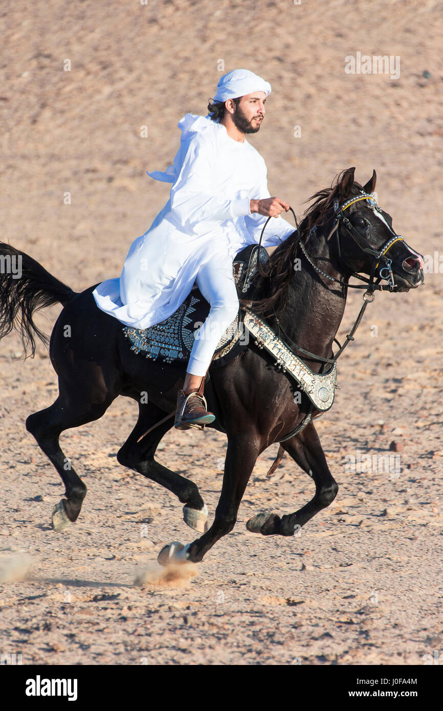 Arabian Horse. Rider in traditional dress on black stallion galloping ...