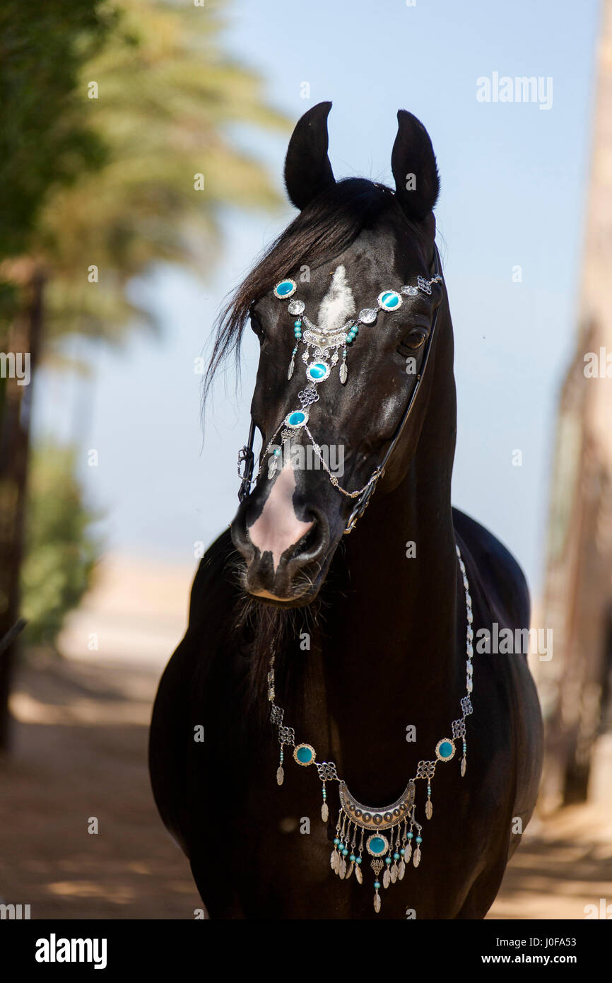 Black Egyptian Arabian Stallion