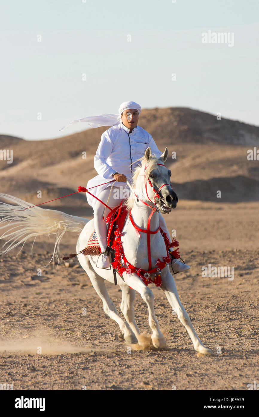 Arabian Horse. Rider in traditional dress on gray stallion galloping in ...
