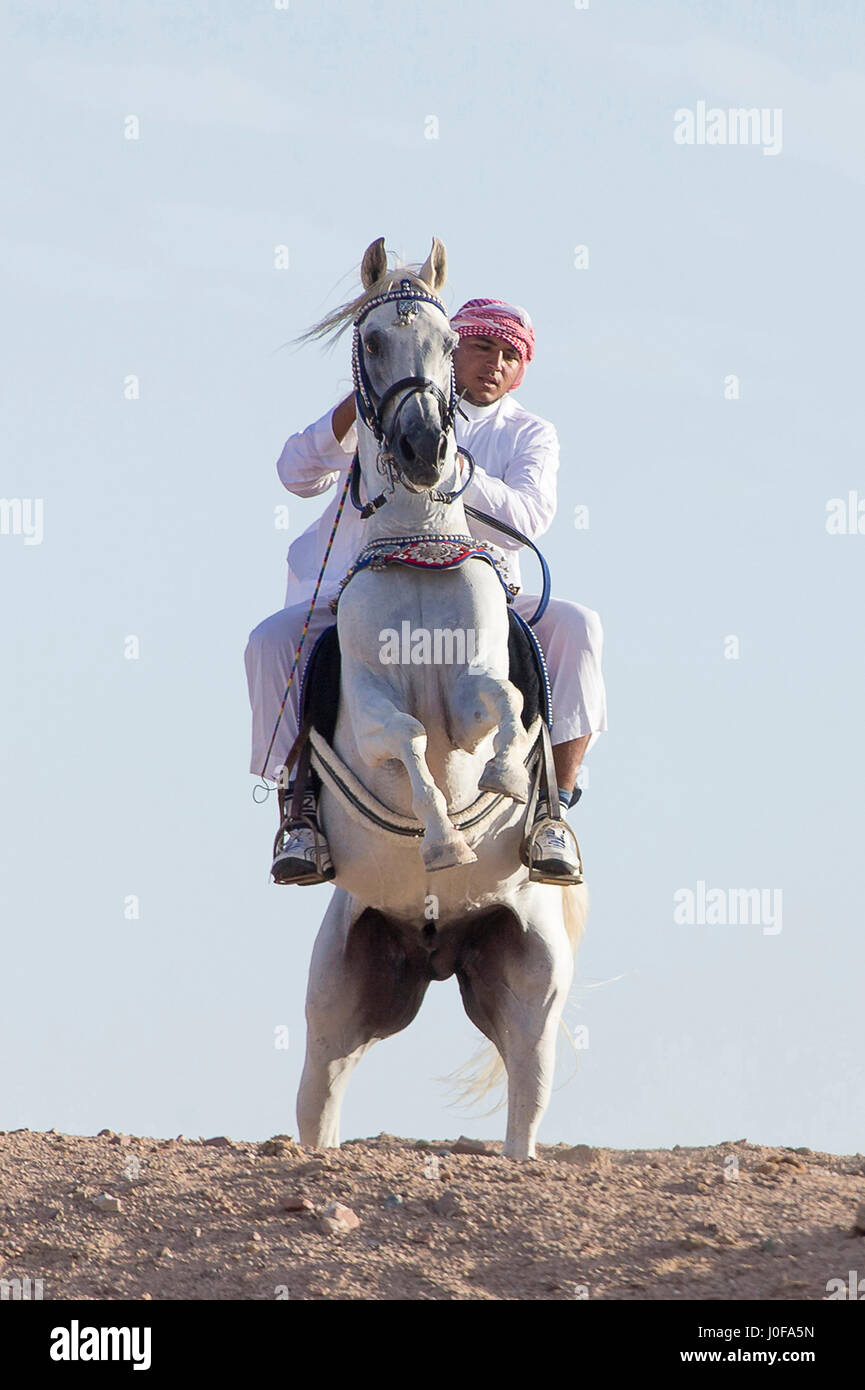 Arabian Horse. Rider in traditional dress on gray stallion rearing in ...