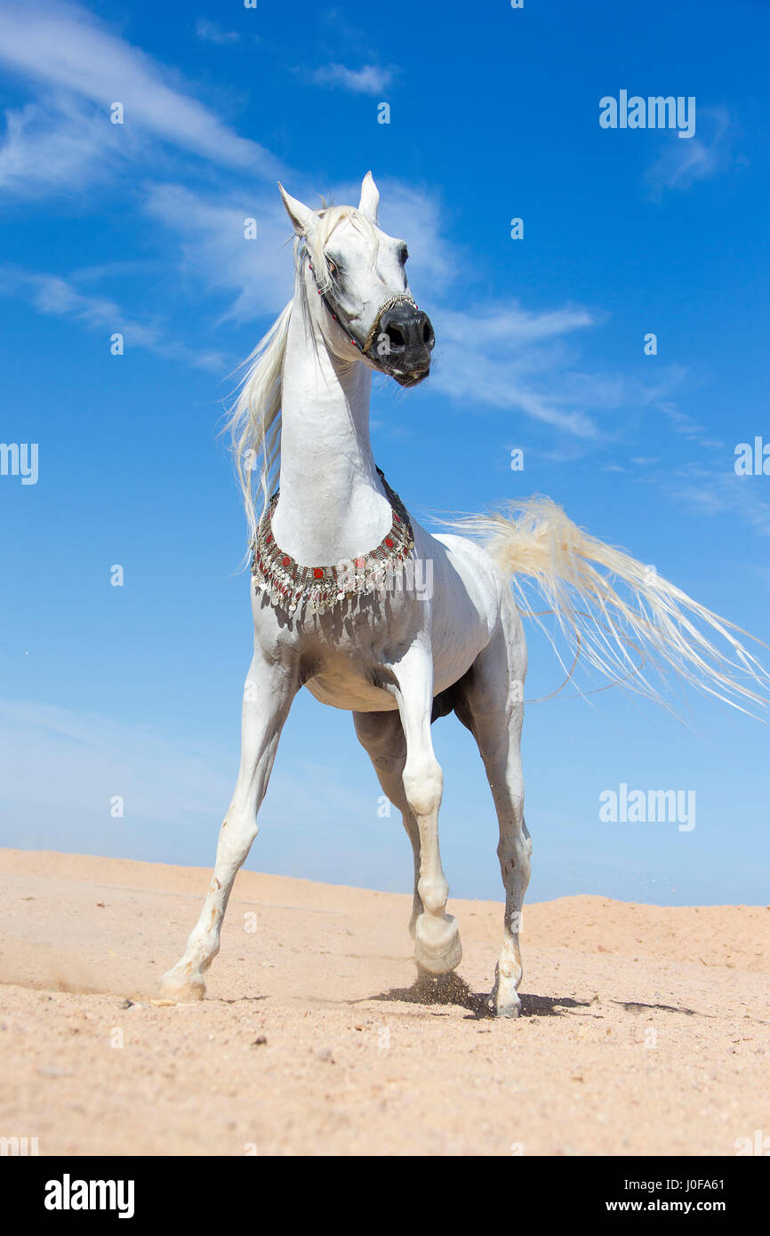 Arab Horse, Arabian Horse. Gray stallion in the desert. Egypt Stock ...