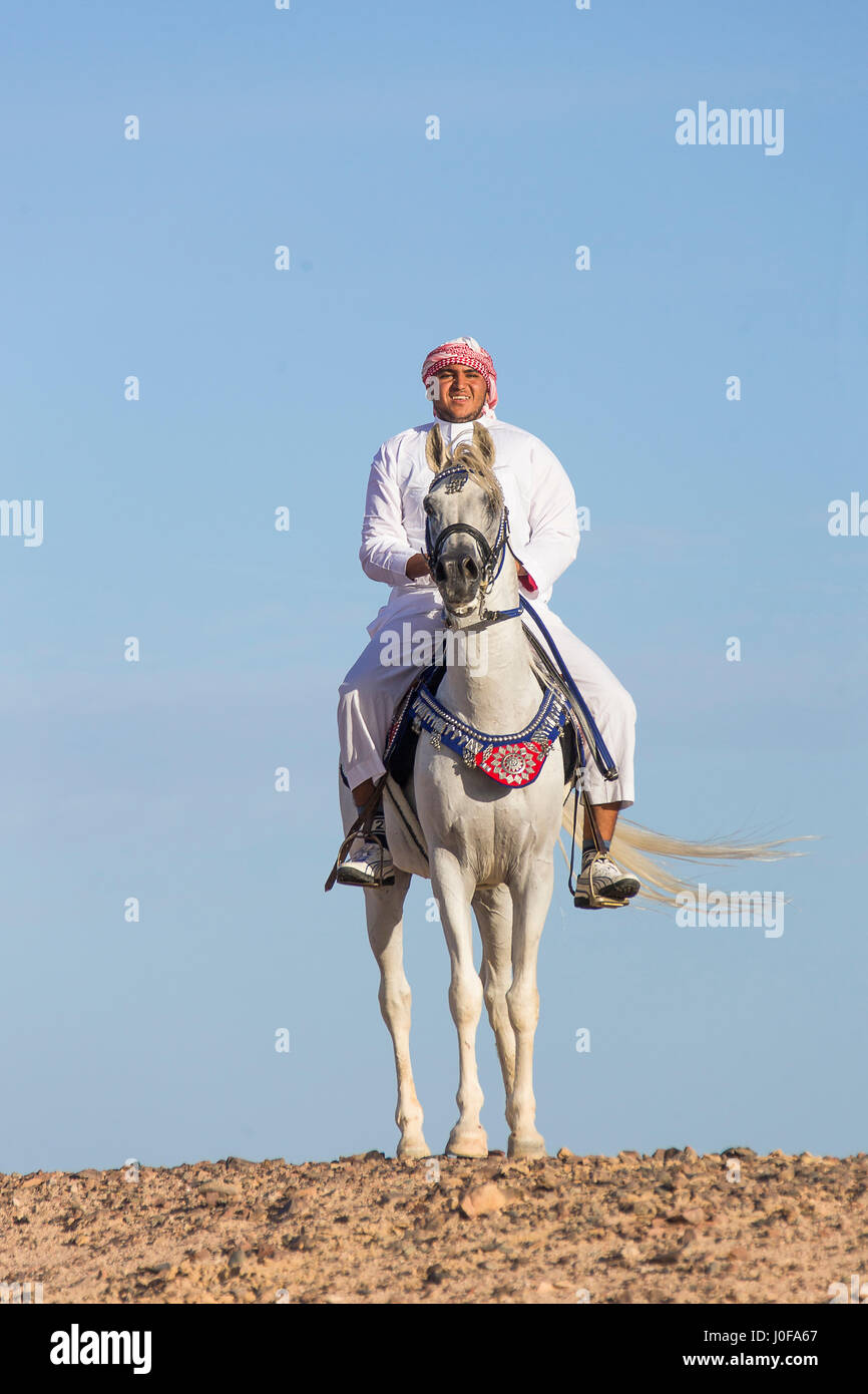 Arabian Horse. Rider in traditional dress on gray stallion standing in ...