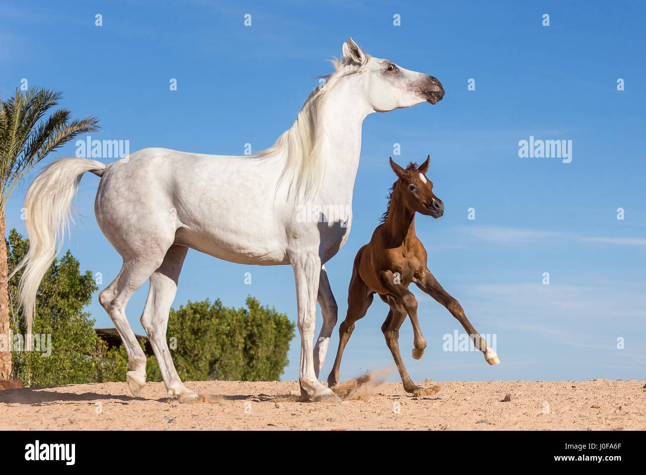 Arab Horse. Gray mare with playful foal in the desert. Egypt Stock ...