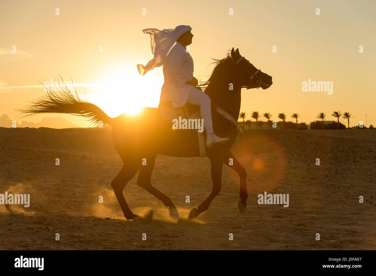 Arabian Horse. Rider in traditional dress on black stallion galloping ...