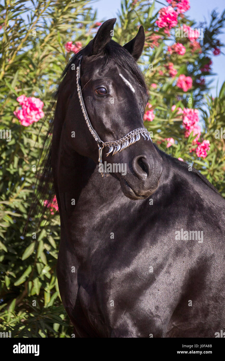 Black Arabian Stallion Show Horse