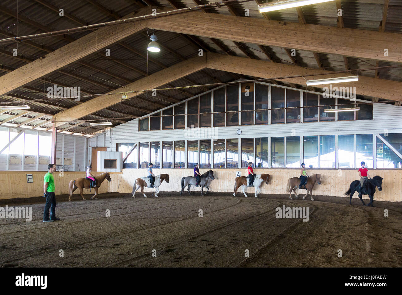 Icelandic Horse. Riding lesson in a riding hall. Austria Stock Photo ...