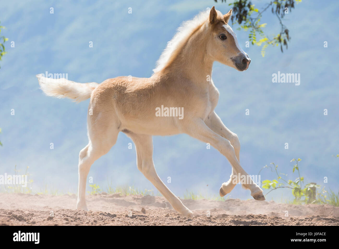 Haflinger Horse. Foal galloping in a paddock. South Tyrol, Italy Stock ...