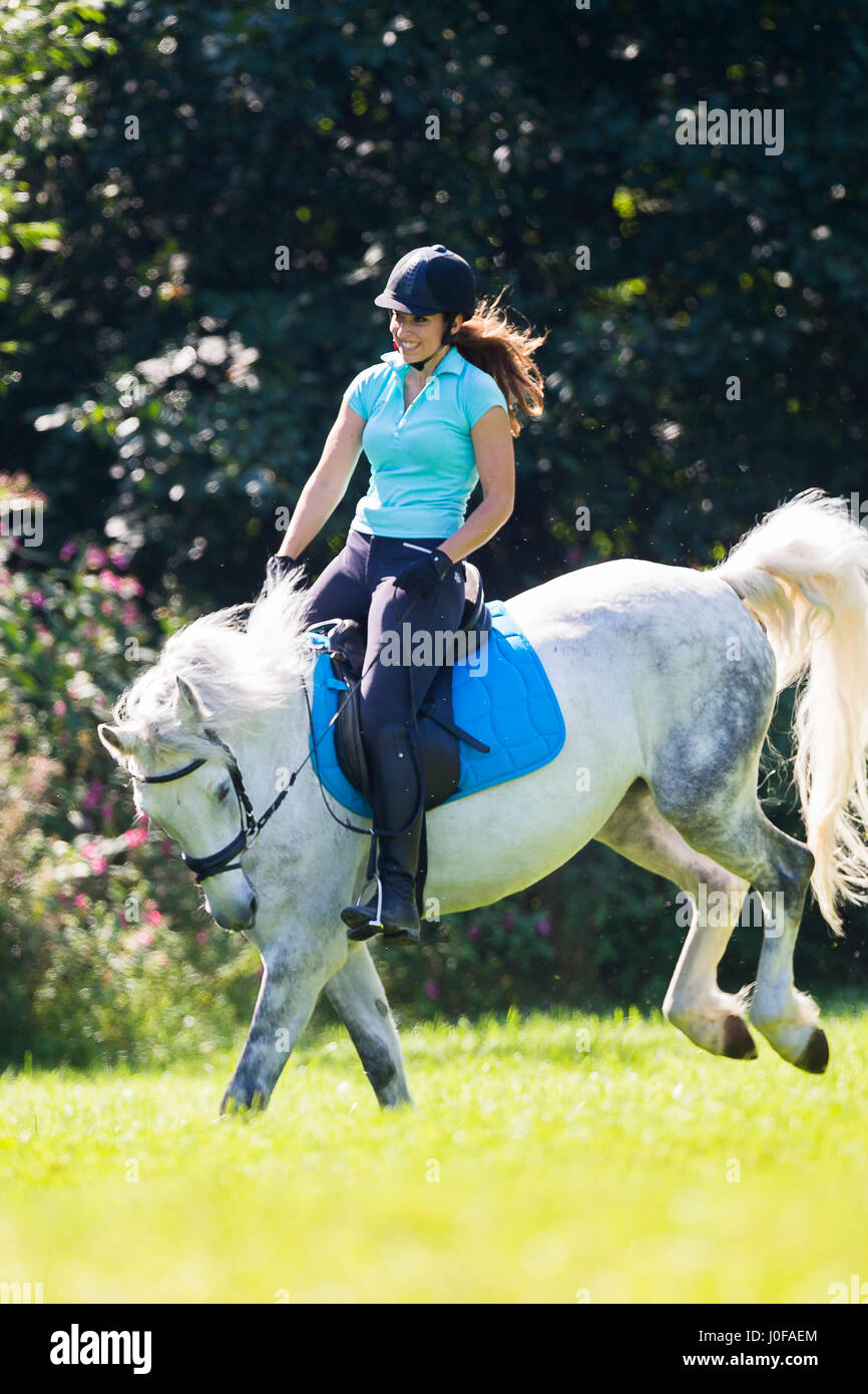 Connemara Pony. Young rider on back of a gray adult bucking in a meadow ...