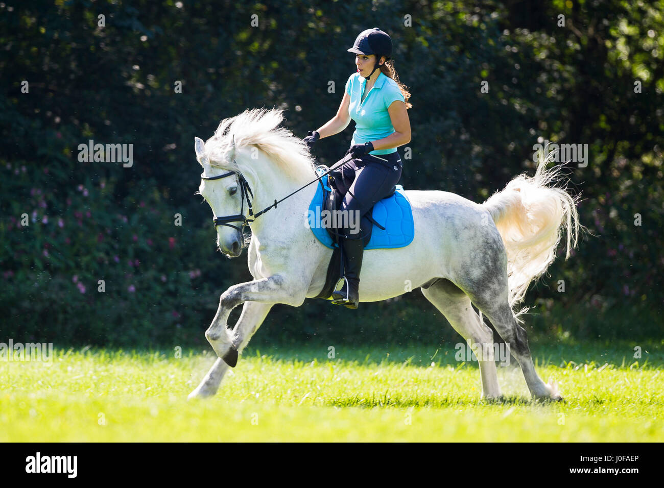 Connemara Pony. Young rider on back of a gray adult galloping in a ...